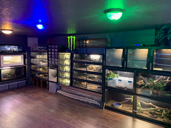 PVC Reptile Enclosures – Cryptic Creations